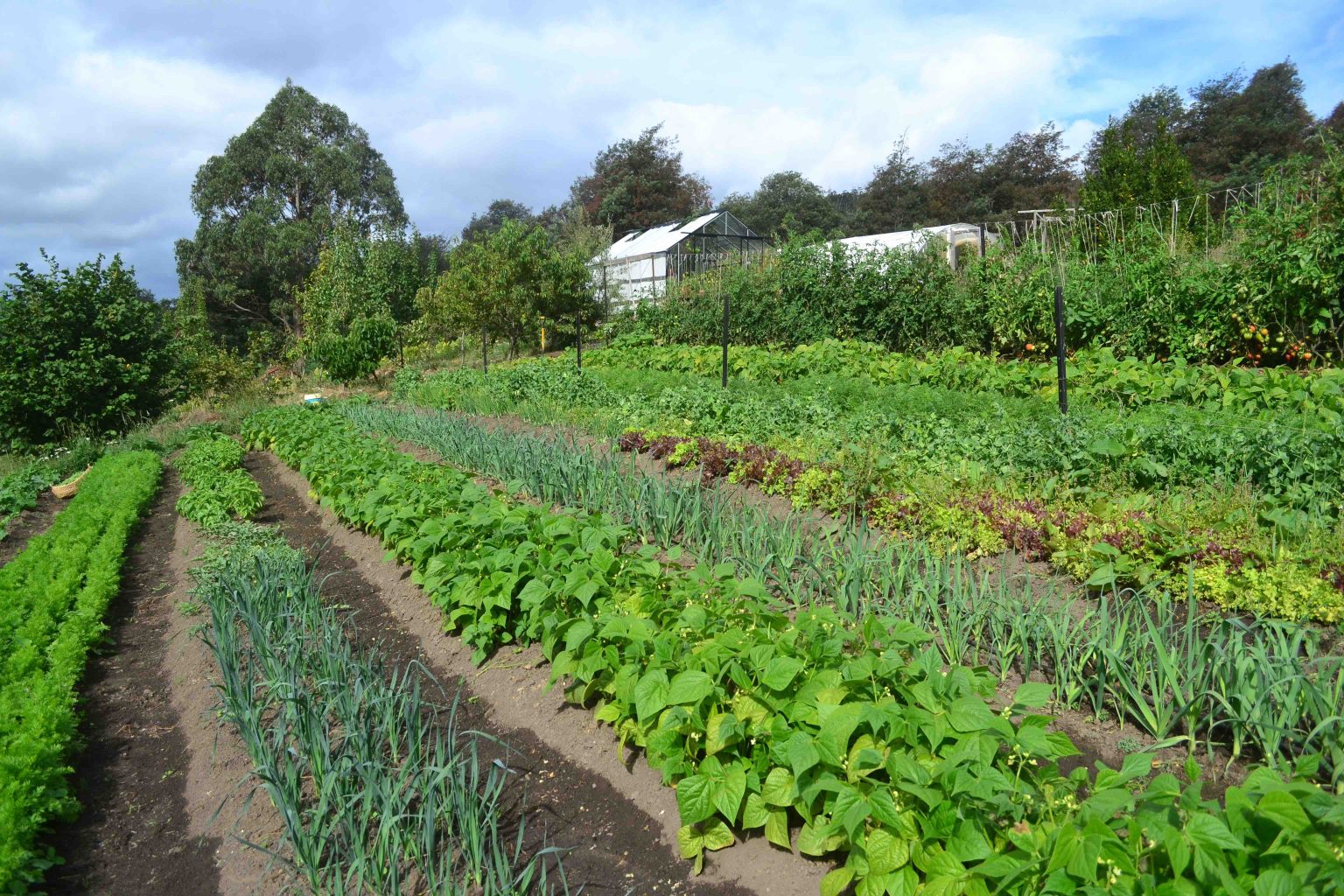 Green Agenda: Quarterly Journal - Environment - Democracy - Social ...